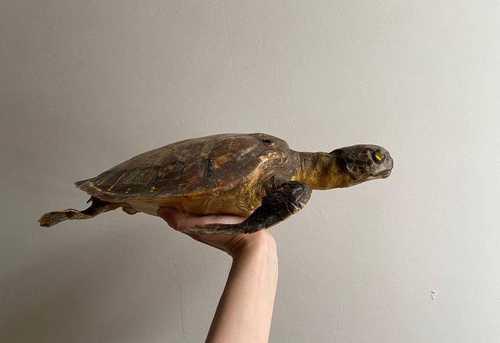Чучело черепахи, морская черепаха