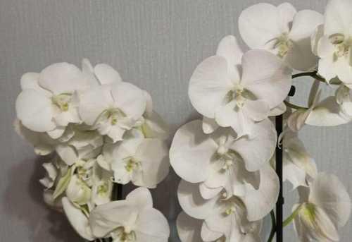 Орхидея фаленопсис Биг Лип 1,2 ствола