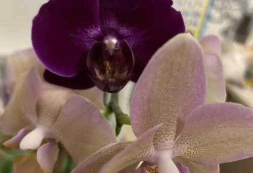 Орхидея легато, фаленопсис 5 штук