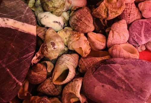 Пакет Морские ракушки раковины с Черного моря