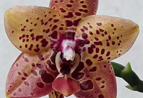 Орхидея фаленопсис. Phal.Zheng Min Anaconda "Chien