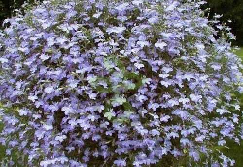 Рассада лобелии