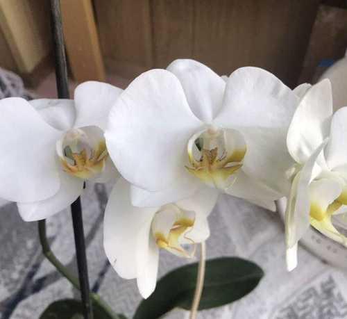Орхидея Lazy Sunday фаленопсис сортовой