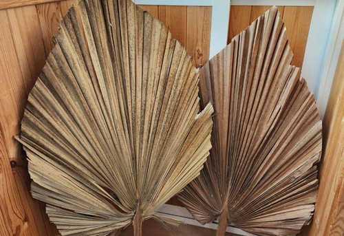 Ветки финиковой пальмы и пики вашингтонии