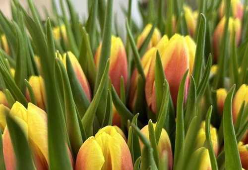 Тюльпаны оптом и розница к 8 марта