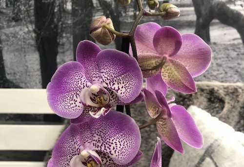 Орхидея фаленопсис сортовая Jillion
