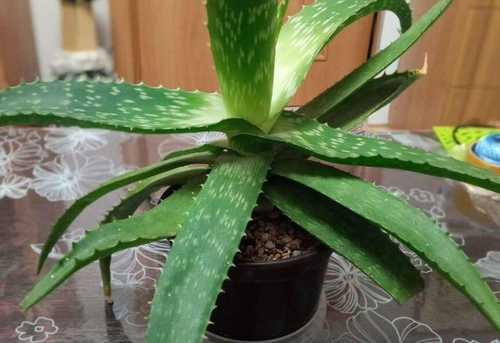 Алоэ Вера (Aloe barbadensis miller)