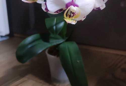 Орхидея фаленопсис Полька