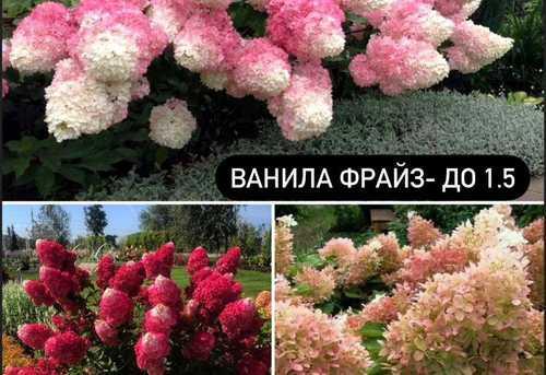 Черенки гортензии ванила фрайз