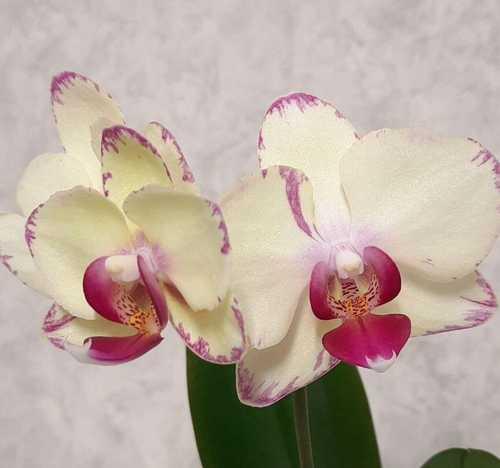 Орхидея фаленопсис PF-5076