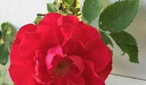 Роза плетистая красная Фламентанц