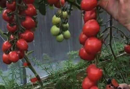 Рассада коллекционных томатов