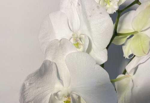 Орхидея фаленопсис белый