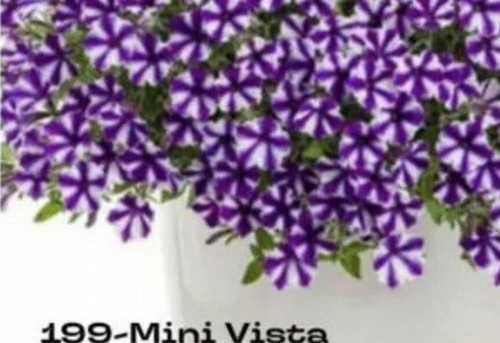 Mini Vista Violet Star