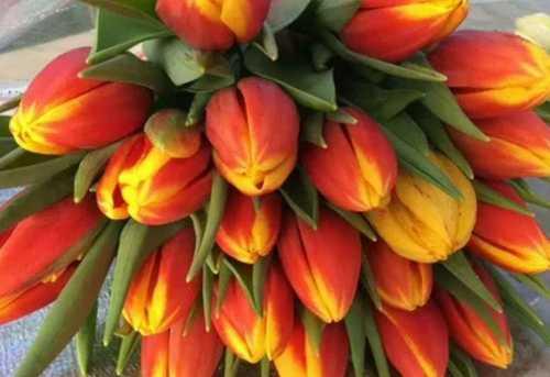 Предлогаю букеты тюльпана к 8 марта и поштучно
