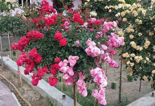 Штамбовые розы оптовый цена