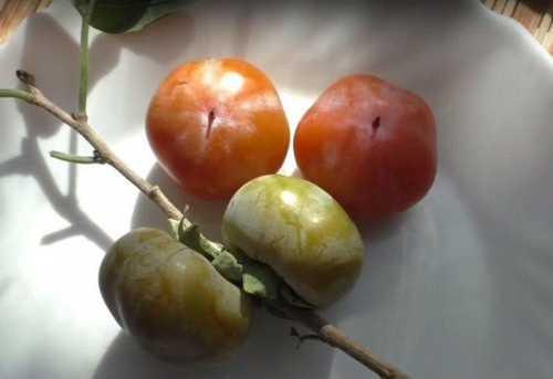 Семена хурма виргинская абрикос маньчжурский и др