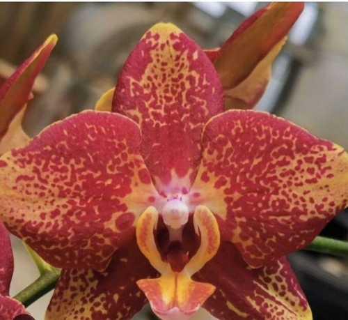 Орхидея фаленопсис PF-101, размер 2,5