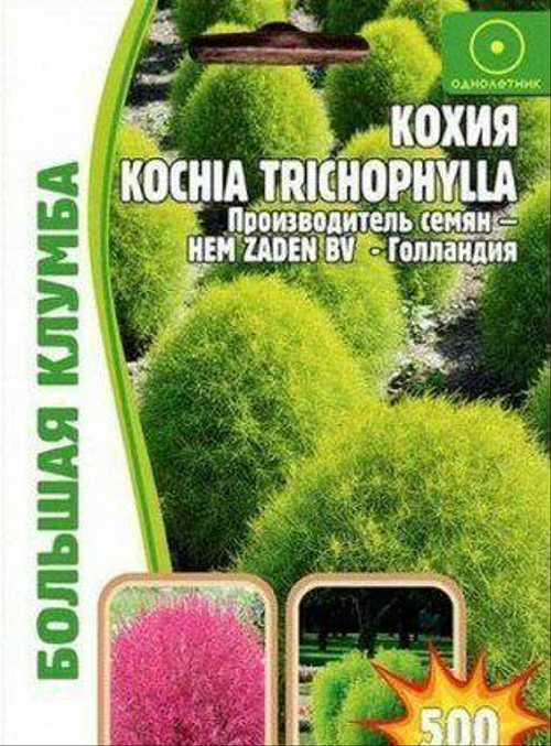 Кохия (Kochia trichophylla) Большая клумба 500шт
