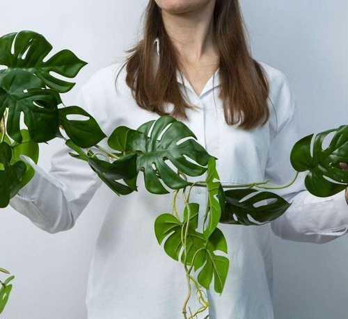Растения искусственные ампельные лиана монстера