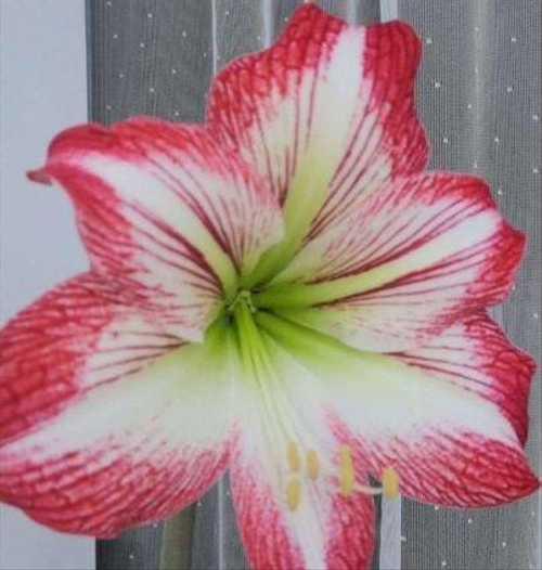 Цветок комнатный Гиппеаструм,красный с белым