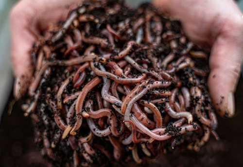 Калифорнийские черви для биогумуса