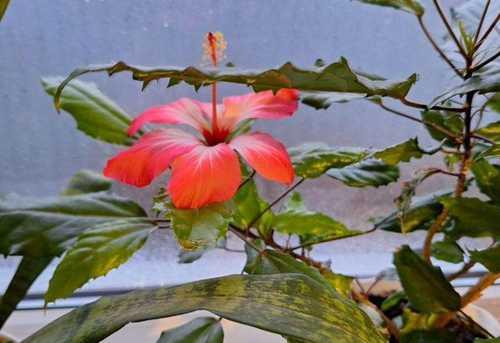 Гибискус - китайская роза