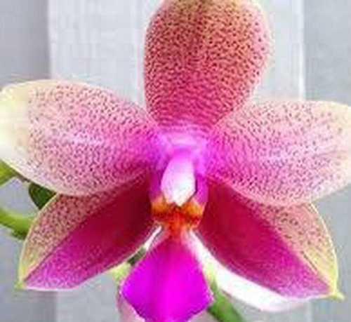 Орхидея фаленопсис лиодоро