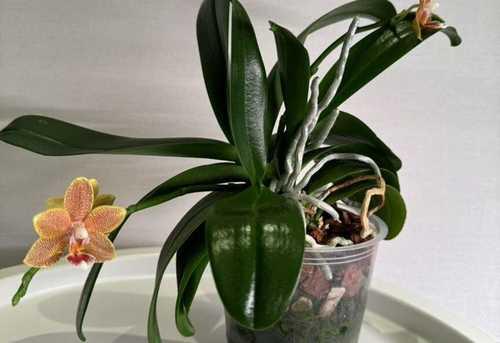 Орхидея фаленопсис table masterpiece