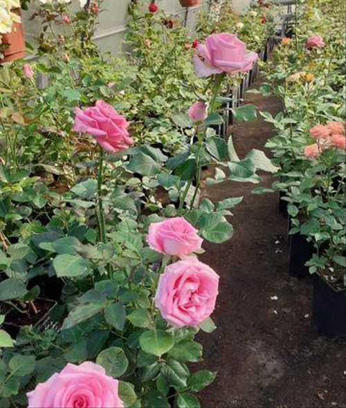 Роза, саженцы розы, чайно-гибридн спрей флорибунда