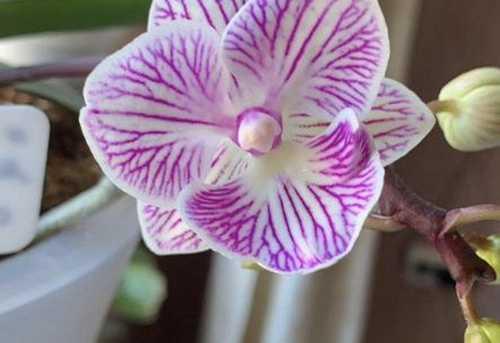 Орхидея фаленопсис Биг лип ",сортWorld Klass"