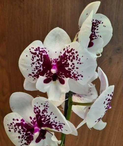 Орхидея биг Лип