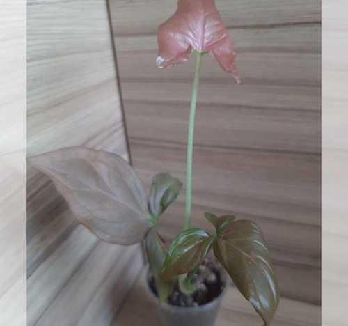 Сингониум podophyllum Pink