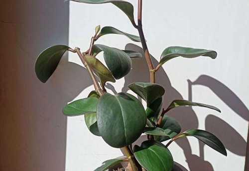 Пеперомия туполистная взрослое растение