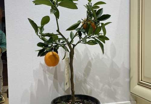 Апельсиновое дерево- шоколадный 70 см