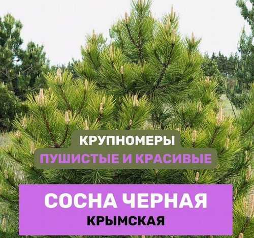 Сосна черная (крымская) крупномеры