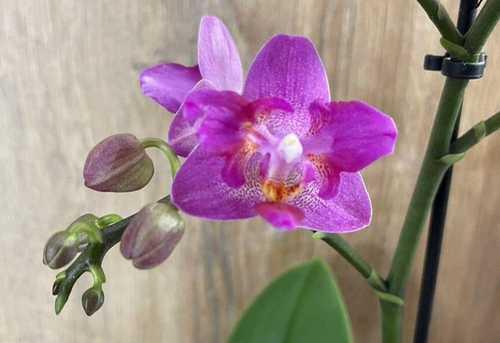 Орхидея фаленопсис фламинго
