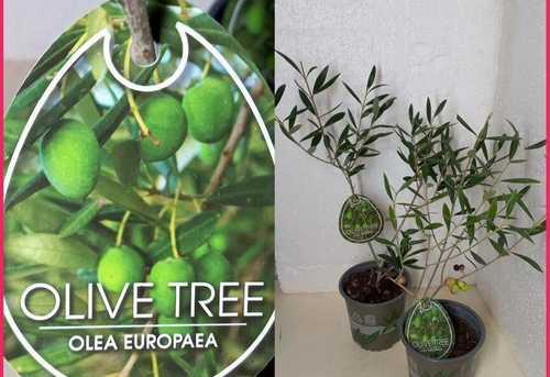 Олива, Оливковое дерево