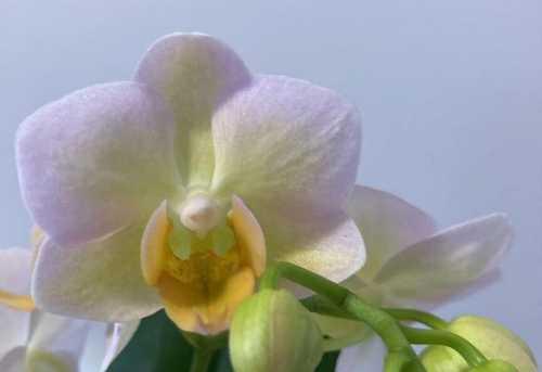 Орхидея мультифлора Бургундия