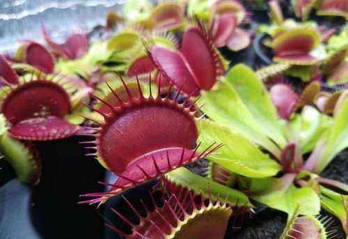 Венерина мухоловка (Venus flytrap) горшок 9 см
