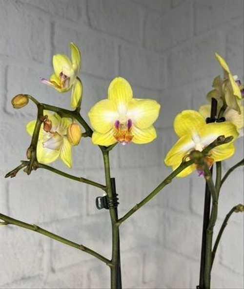 Орхидея фаленопсис Sweet Girl №2