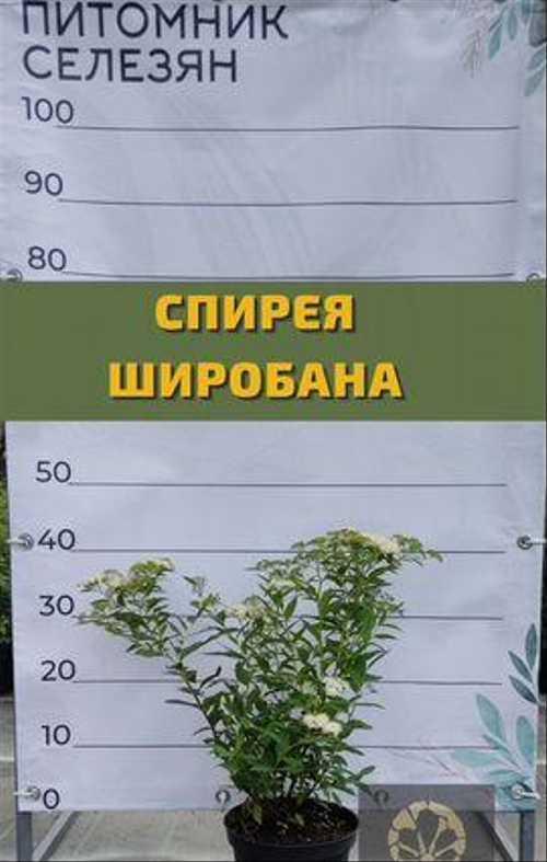Спирея Широбана