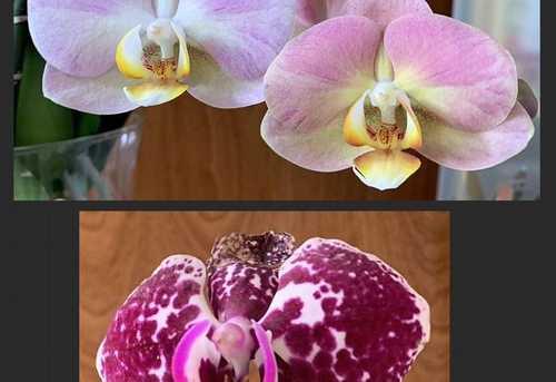 Сортовые орхидеи фаленопсис ароматные