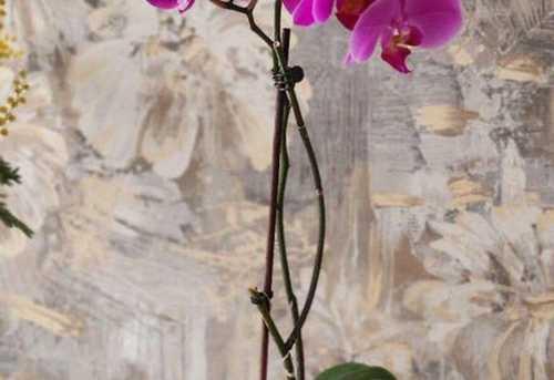 Орхидея фаленопсис высокая70см