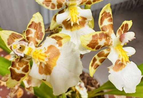 Орхидея Камбрия в кашпо