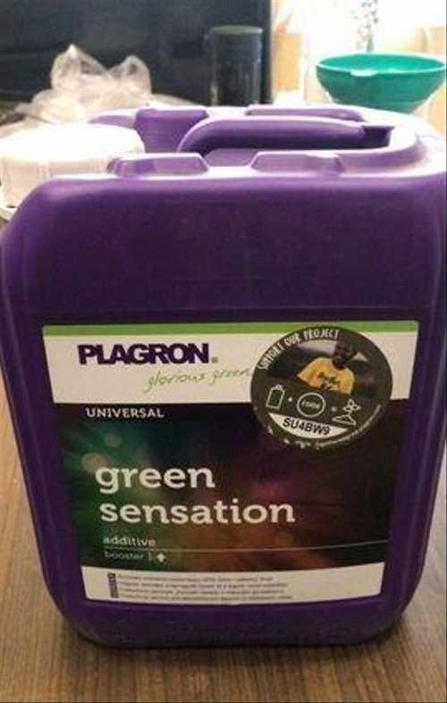 Plagorn green sensation,plagorn sugar royal