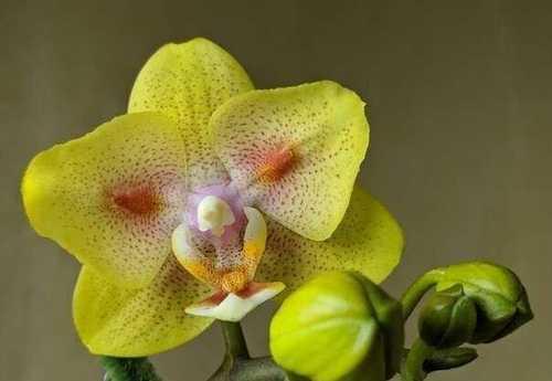 Орхидея Phal. Yaphon Green Batman