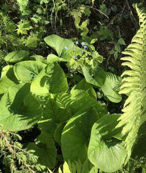 Бруннера крупнолистовая (незабудка)