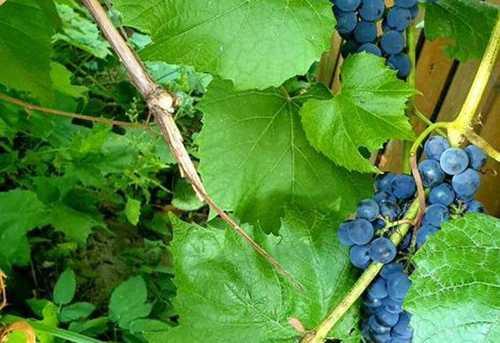 Саженцы и черенки Подмосковного винограда