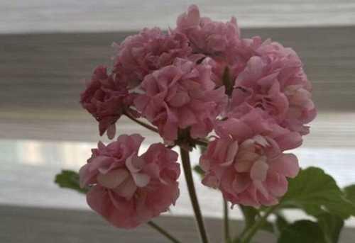 Пеларгония розебудная Австалийская роза